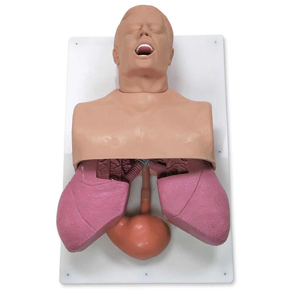 Simulaids Adult Airway Management Trainer | Bound Tree
