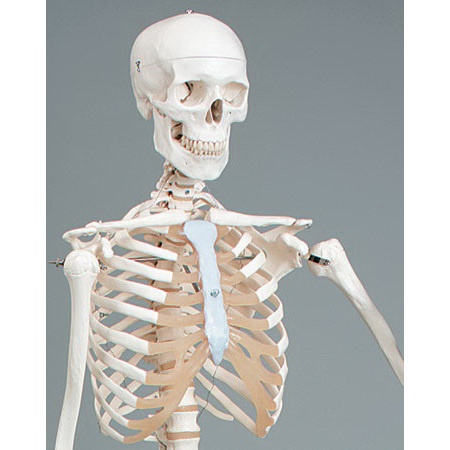 Human Skeleton, Plastic | Bound Tree